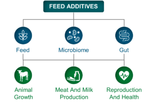 PAC Facts | What are Feed Additives for Dairy Cows? - Papillon ...
