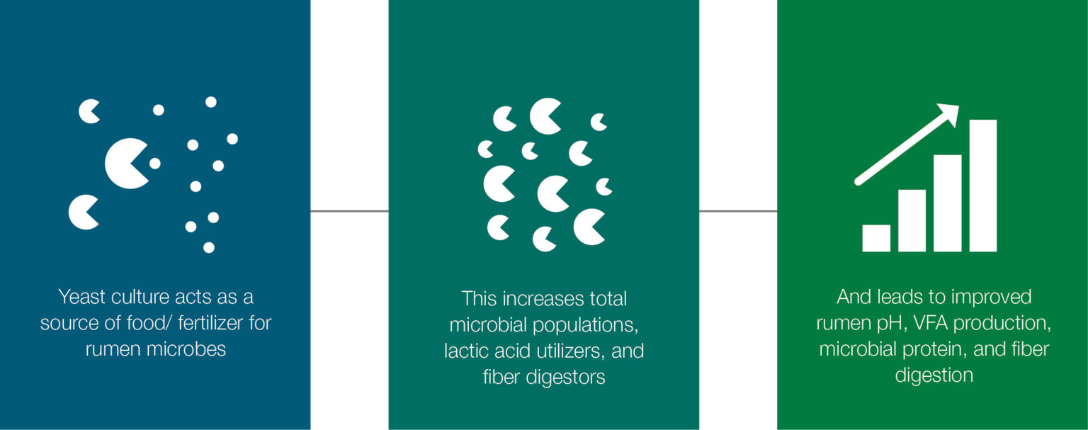PAC Facts | What you Need to Know About Prebiotics for Cattle ...
